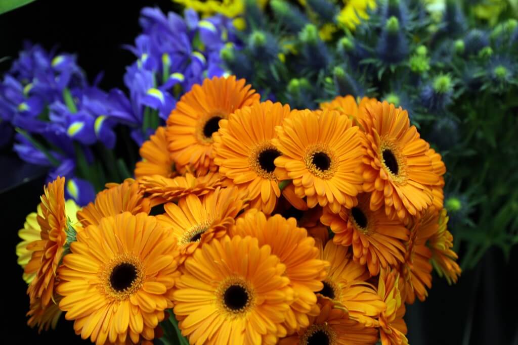 Scarecrow Flowers Virtual Tour | Contemporary Photography